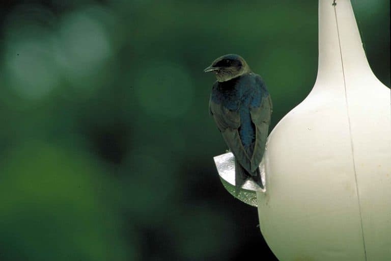15 Unique Birds That Start with P (with Pictures) - Bird Feeder Hub