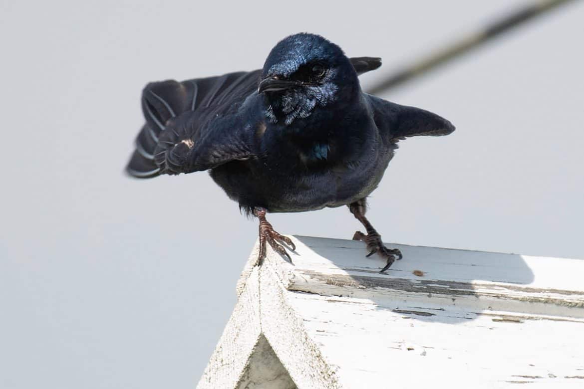 15 Unique Birds That Start with P (with Pictures) - Bird Feeder Hub