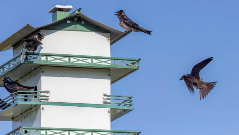 The Best Bird Houses For Purple Martins - Bird Feeder Hub