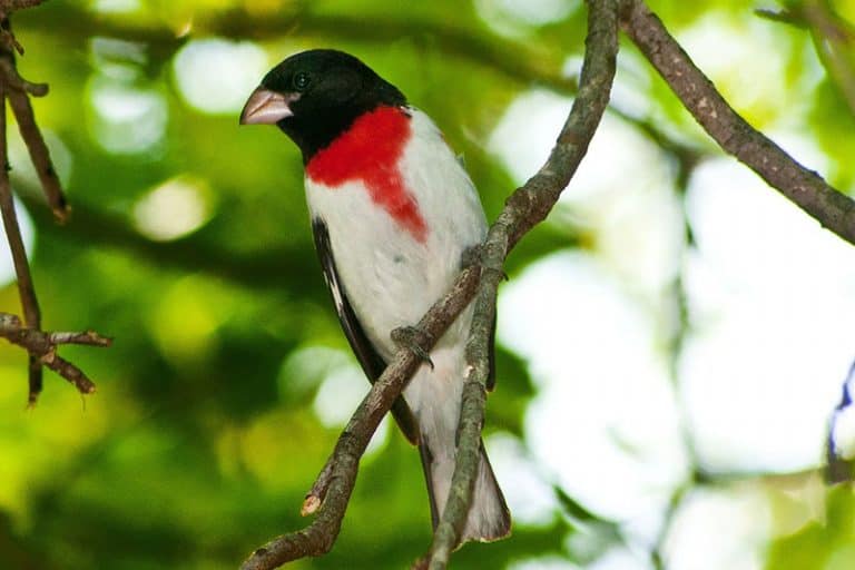 40 of the Most Colorful Birds of North America (With Pictures)