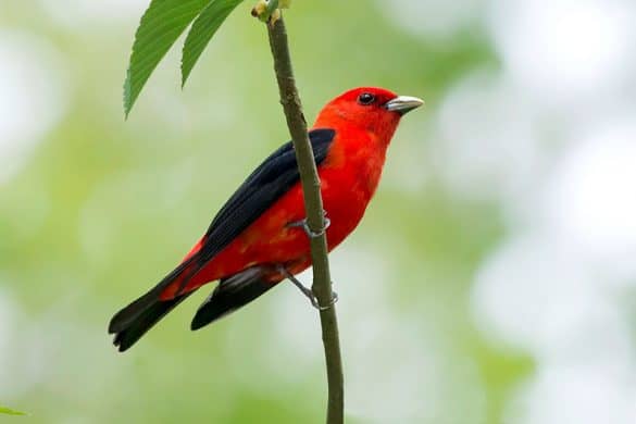 13 Types of Red Birds (with Photos) - Bird Feeder Hub