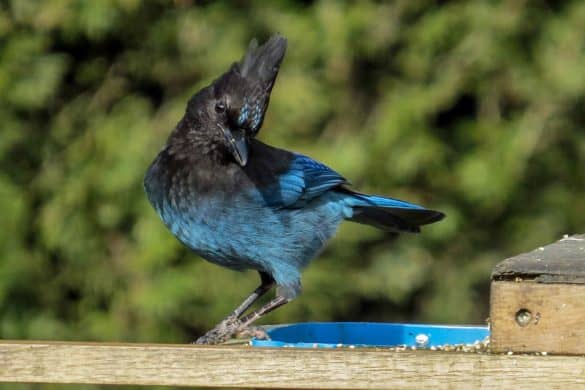15 Birds that Live in Forests - Bird Feeder Hub
