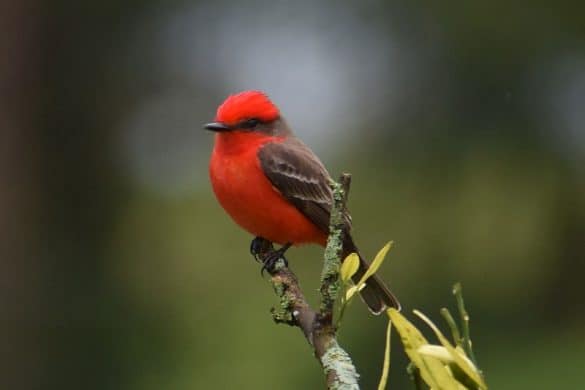 13 Types of Red Birds (with Photos) - Bird Feeder Hub