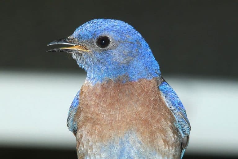 40 of the Most Colorful Birds of North America (With Pictures)