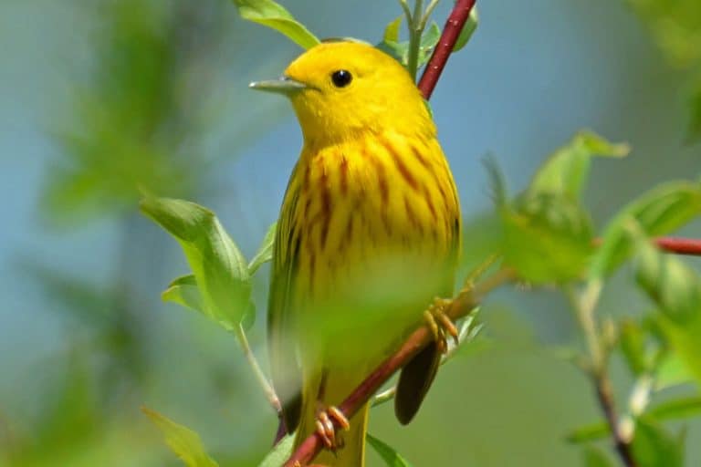 15 Birds That Eat Mosquitos (with Photos) - Bird Feeder Hub