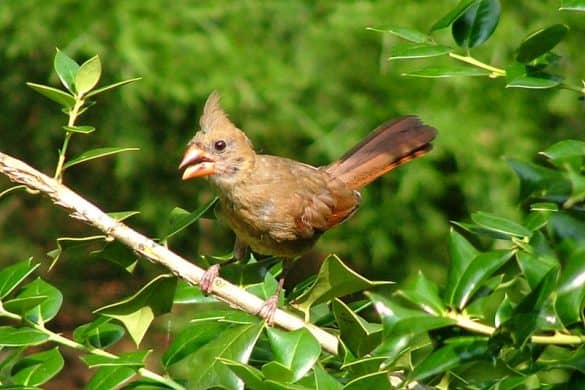 21 Interesting Facts About Cardinals - Bird Feeder Hub