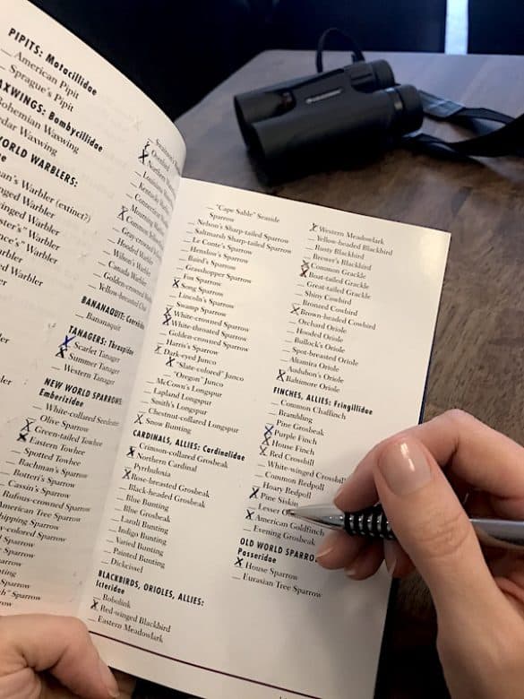 Birdwatching for Beginners: A Complete Guide - Bird Feeder Hub