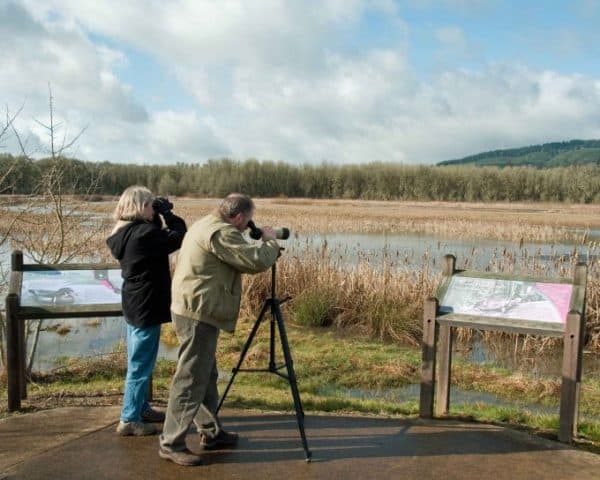 Birdwatching for Beginners: A Complete Guide - Bird Feeder Hub