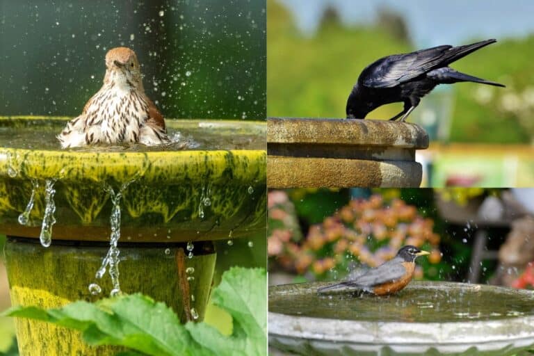 How to Provide Water for Birds in Summer - Bird Feeder Hub