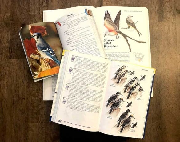 Birdwatching for Beginners: A Complete Guide - Bird Feeder Hub