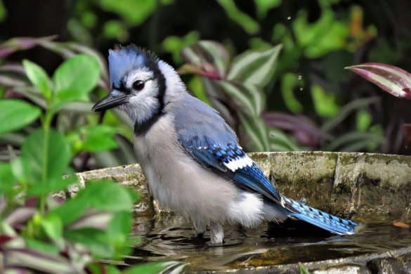 How to Provide Water for Birds in Summer - Bird Feeder Hub