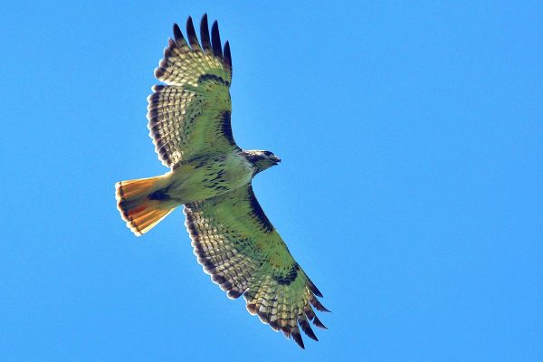 8 Stunning Hawks Found in Pennsylvania (Pictures) - Bird Feeder Hub