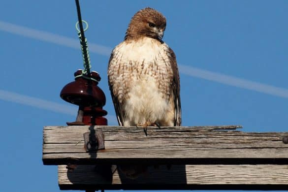 32 Fascinating Facts About Red-Tailed Hawks - Bird Feeder Hub