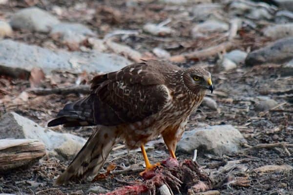 The 8 Species of Hawks in Wisconsin - Bird Feeder Hub