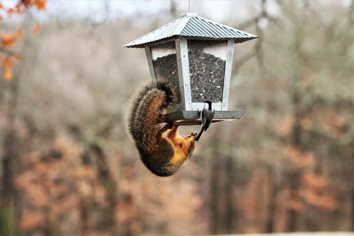 The Best Squirrel Proof Bird Feeders (That Actually Work) - Bird Feeder Hub