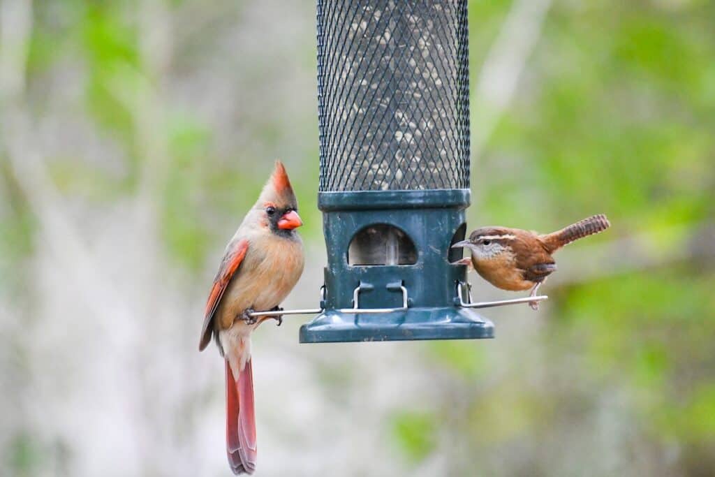 The Top 12 Best Bird Feeders (Buying Guide) - Bird Feeder Hub