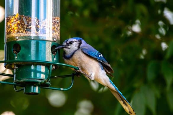 Backyard Birds in Florida (25 Species With Pictures) - Bird Feeder Hub