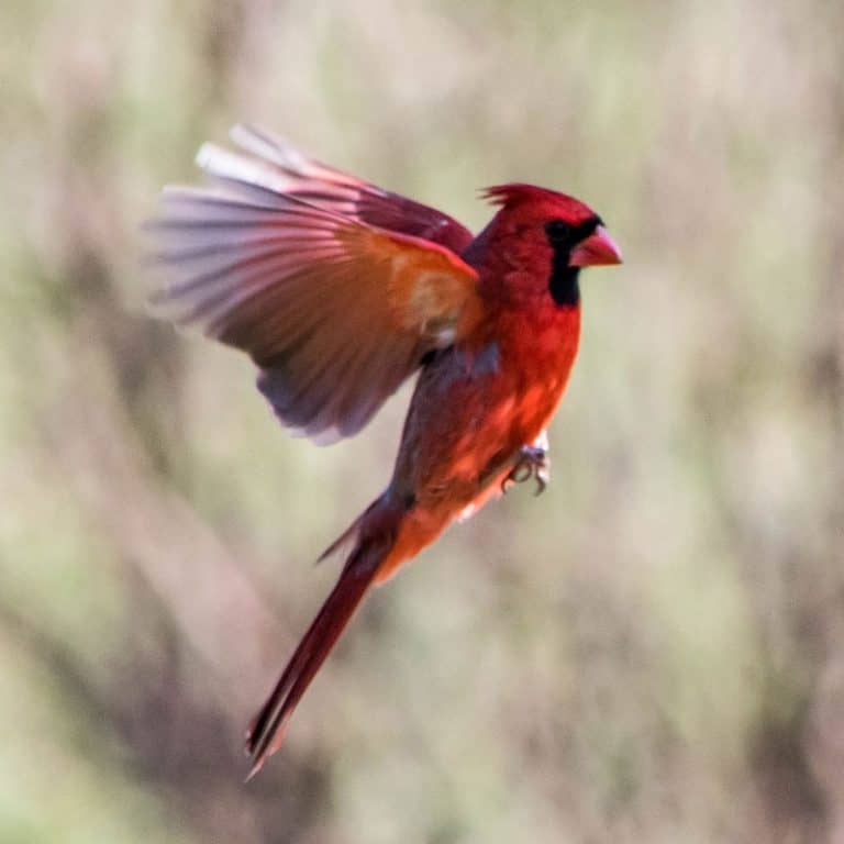 How to Prevent Birds From Flying Into Windows (Actionable Tips) - Bird ...