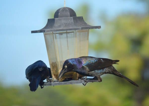 Backyard Birds in Indiana (26 Common Species) - Bird Feeder Hub