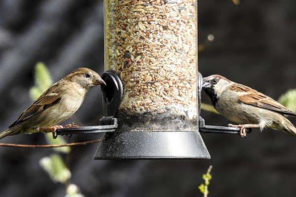 Manage Bully Birds at Your Feeders (4 Ideas)