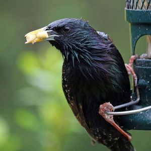 8 Reasons Why the European Starling is a Problem - Bird Feeder Hub