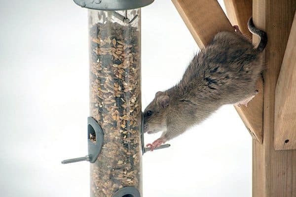 9 Tips On How to Keep Rats Away From Bird Feeders (and Mice)