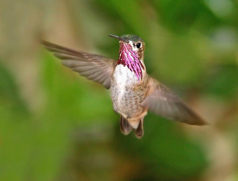 5 Hummingbirds in Washington State (Common & Rare) - Bird Feeder Hub