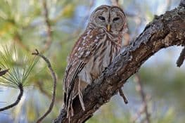 Owls in Indiana (The 8 Species With Pictures) - Bird Feeder Hub