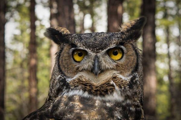Owls in Indiana (The 8 Species With Pictures) - Bird Feeder Hub
