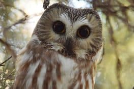 Owls in Indiana (The 8 Species With Pictures) - Bird Feeder Hub