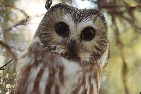 7 Species of Owls in Arkansas (With Pictures) - Bird Feeder Hub