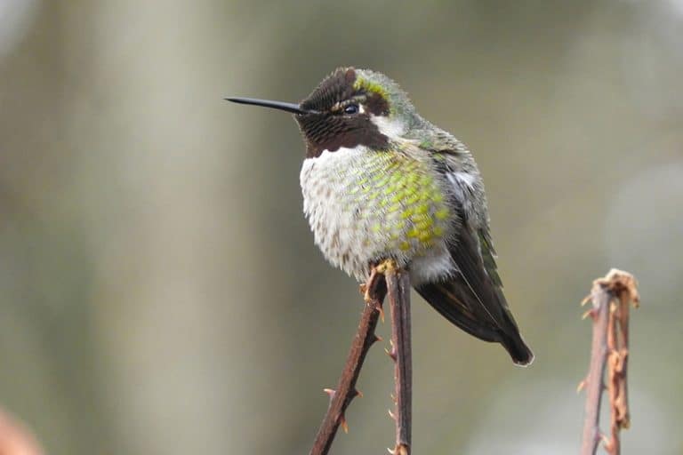 9 Adorable Hummingbird Species in Oregon - Bird Feeder Hub
