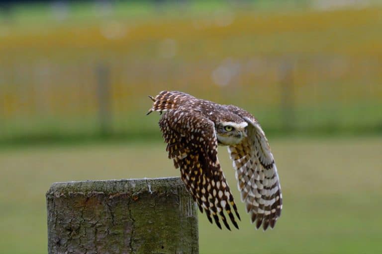 33 Interesting Facts About Burrowing Owls - Bird Feeder Hub