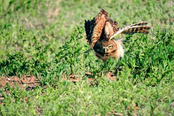 33 Interesting Facts About Burrowing Owls - Bird Feeder Hub