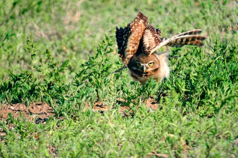 33 Interesting Facts About Burrowing Owls - Bird Feeder Hub