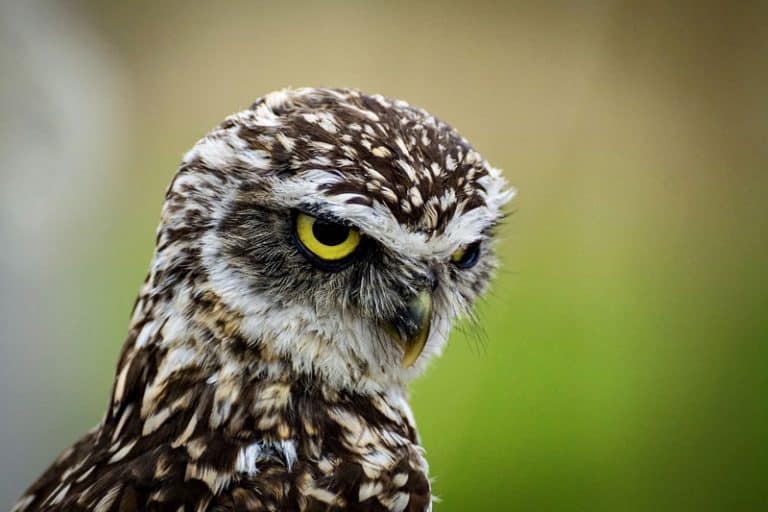 12 Birds With Big Eyes (Pics & Facts) - Bird Feeder Hub