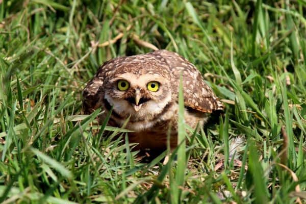 The 13 Species of Owls in Colorado - Bird Feeder Hub