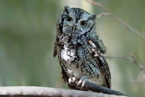Owls in Indiana (The 8 Species With Pictures) - Bird Feeder Hub