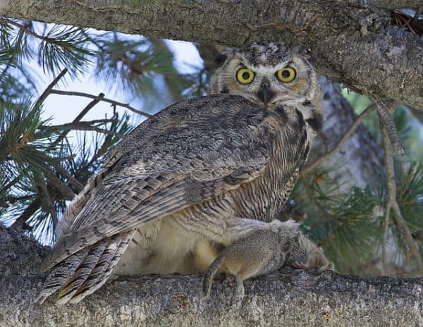 7 Species of Owls in Arkansas (With Pictures) - Bird Feeder Hub