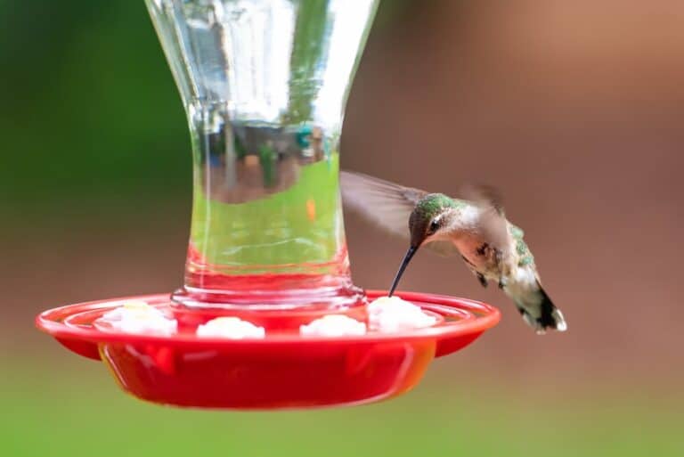 What is the Correct Hummingbird Nectar Ratio? (And Why) - Bird Feeder Hub
