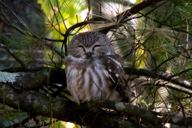 8 Species of Owls in Tennessee (Photos) - Bird Feeder Hub