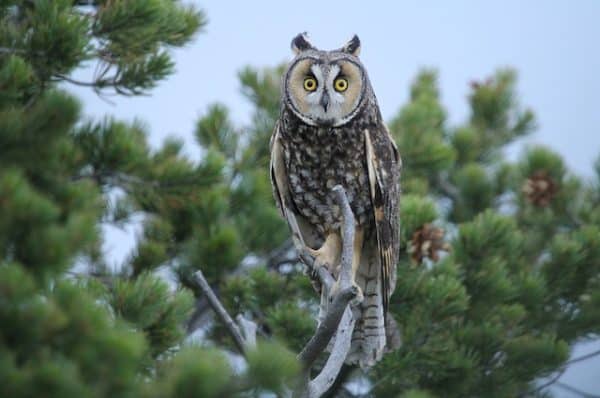 Owls in Indiana (The 8 Species With Pictures) - Bird Feeder Hub