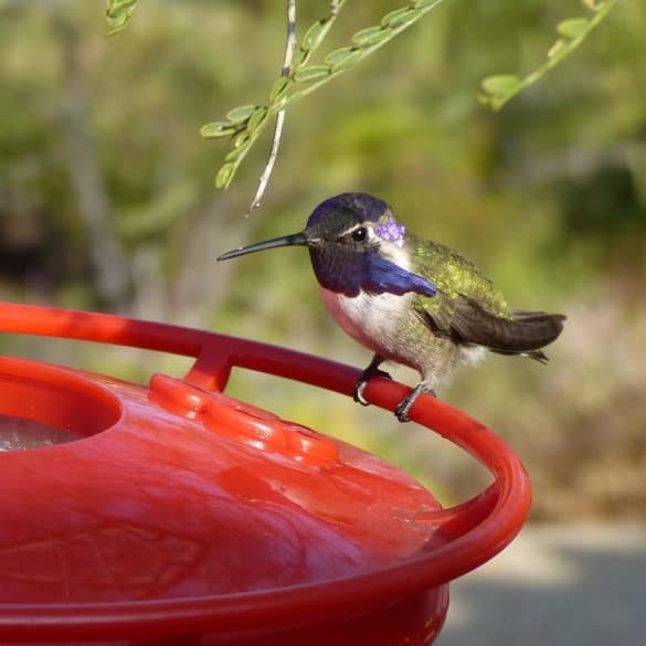 5 Hummingbirds in Washington State (Common & Rare) - Bird Feeder Hub