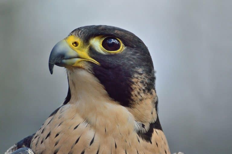 14 Interesting Peregrine Falcon Facts (With Pictures) - Bird Feeder Hub