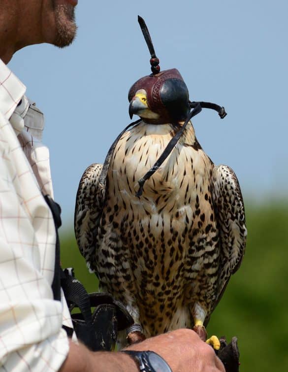 14 Interesting Peregrine Falcon Facts (With Pictures) - Bird Feeder Hub
