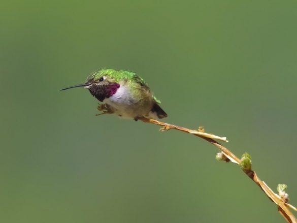 7 Hummingbird Species in Tennessee (Photos) - Bird Feeder Hub
