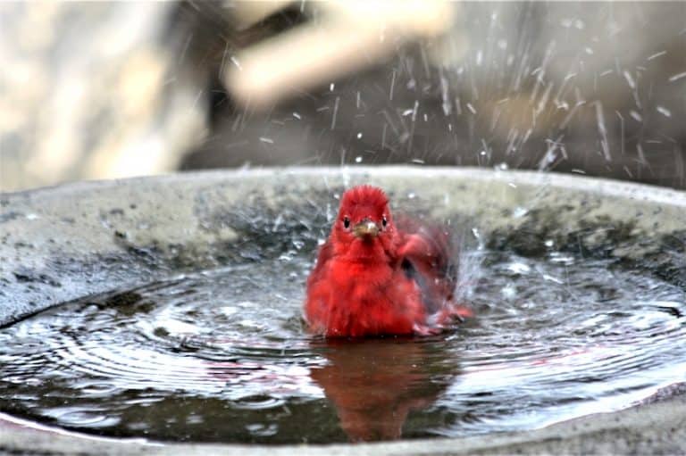 How to Secure a Bird Bath (So it Doesn't Tip Over) - Bird Feeder Hub