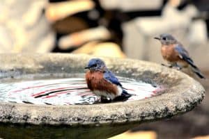 How to Provide Water for Birds in Summer - Bird Feeder Hub