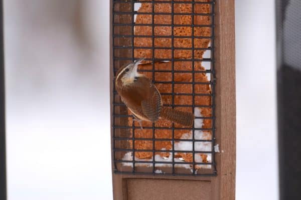 25 Types of Backyard Birds in Georgia (Pictures) - Bird Feeder Hub
