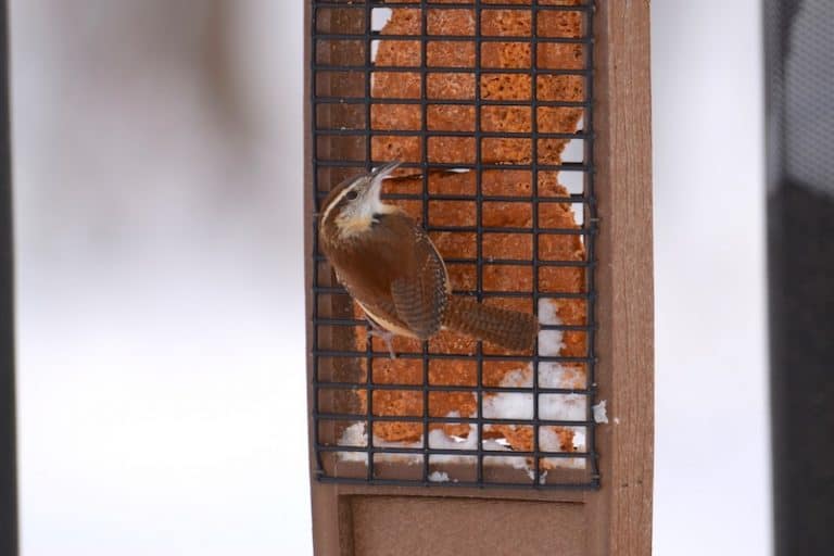 Backyard Birds in Florida (25 Species) - Bird Feeder Hub
